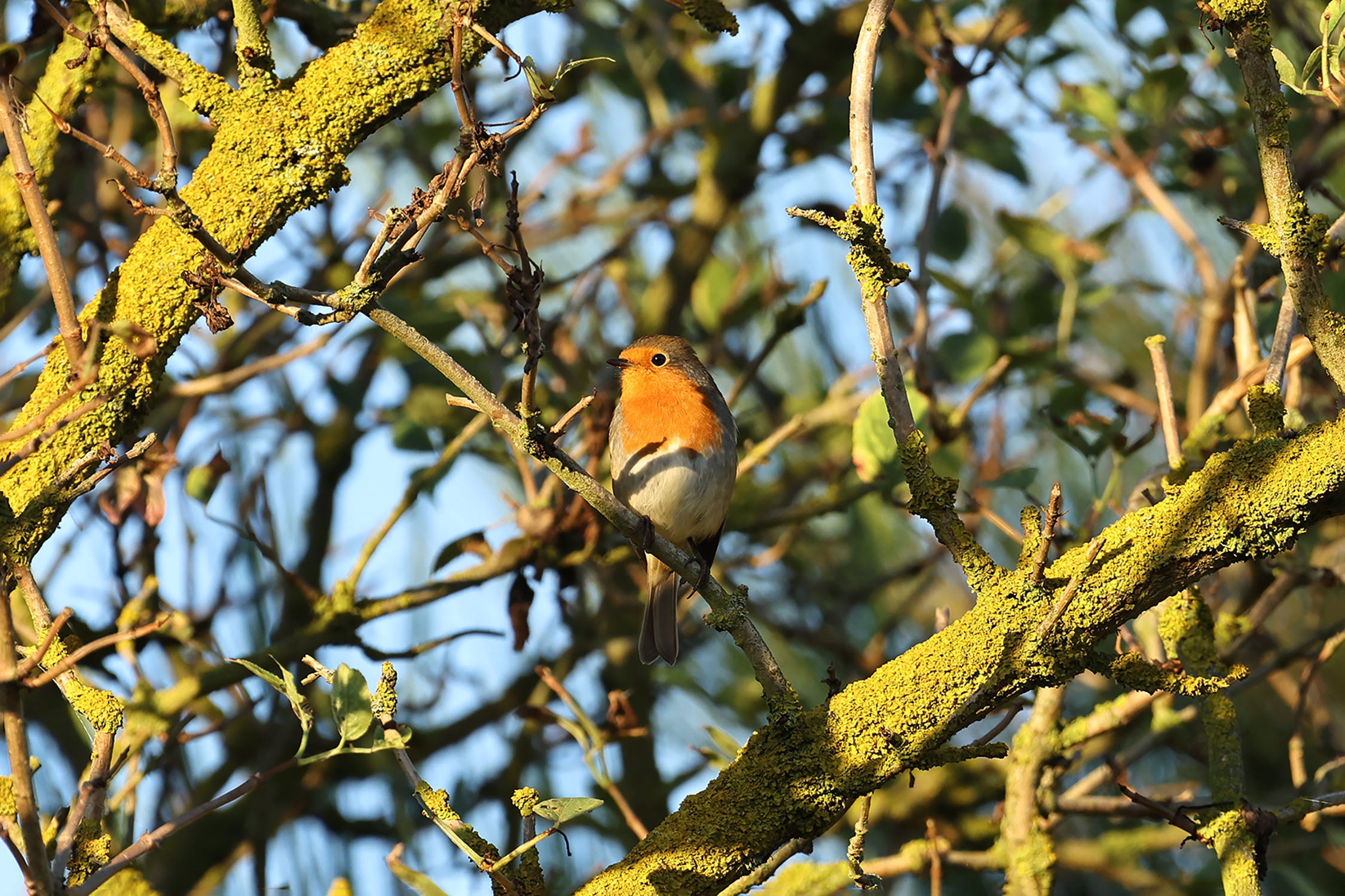 Buy Felix Fine Art Beautiful Birds Painting Scottish Robin Now - Willo ...